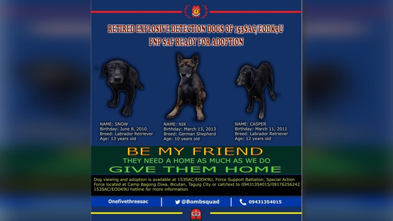 Retired explosives detection dogs ng PNP-SAF, pinaaampon na - RMN Networks