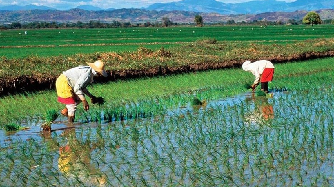 Moratorium sa pagbabayad ng utang sa lupa ng mga kwalipikadong magsasaka, pinalawig ni PBBM ng ...