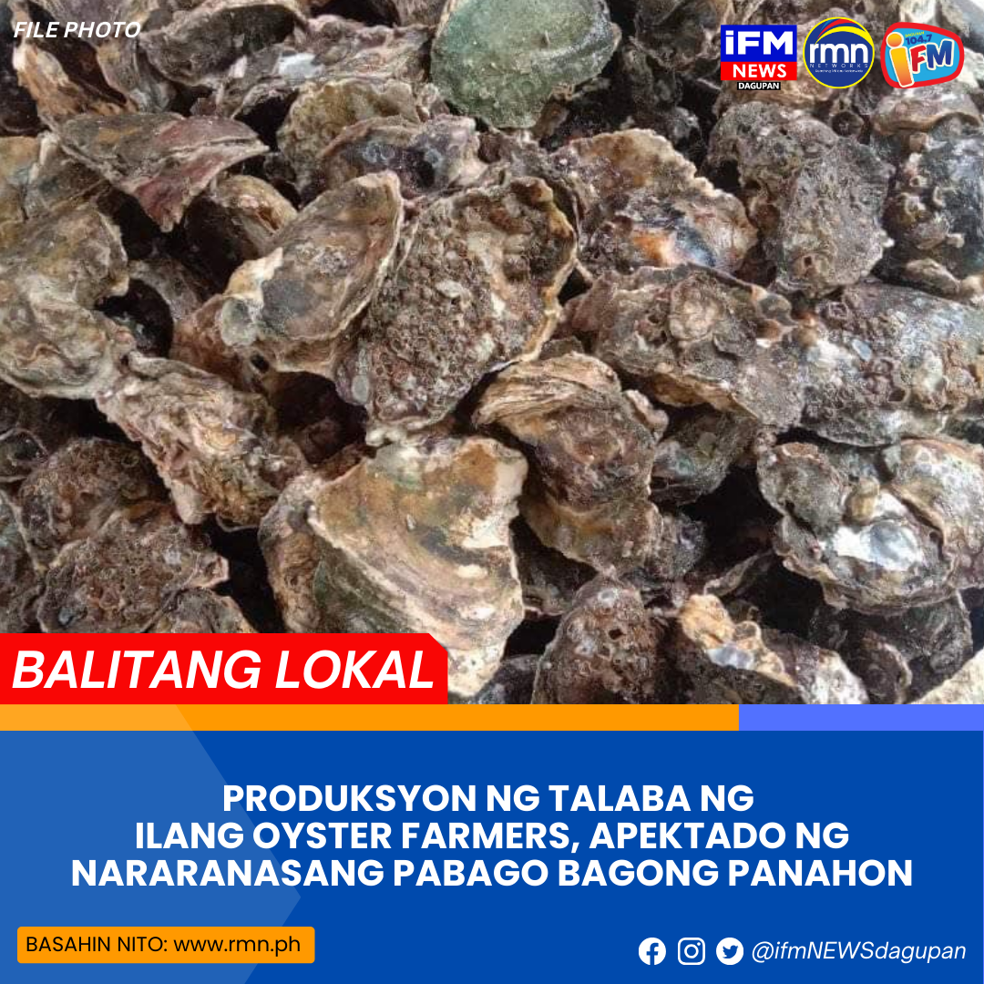 PRODUKSYON NG TALABA NG ILANG OYSTER FARMERS, APEKTADO NG NARARANASANG PABAGO BAGONG PANAHON ...