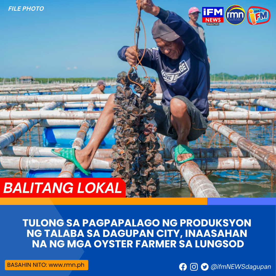 TULONG SA PAGPAPALAGO NG PRODUKSYON NG TALABA SA DAGUPAN CITY, INAASAHAN NA NG MGA OYSTER FARMER ...