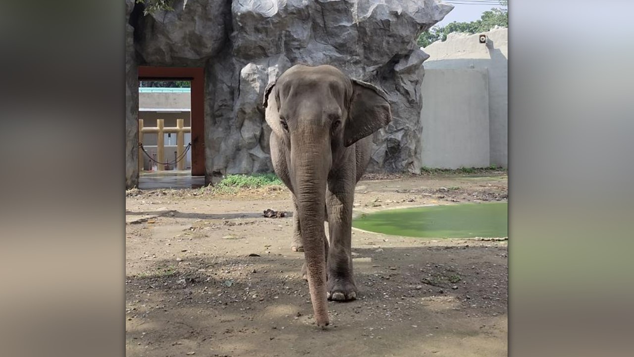 Pagkamatay ng elepanteng si Mali, ipinaliwanag ng Manila LGU - RMN Networks