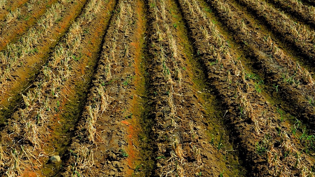 Ekta-ektaryang palayan sa Nueva Ecija, napeste ng hanip! - RMN Networks