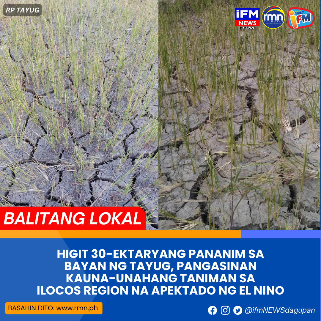 HIGIT 30-EKTARYANG PANANIM SA BAYAN NG TAYUG, PANGASINAN KAUNA-UNAHANG TANIMAN SA ILOCOS REGION ...