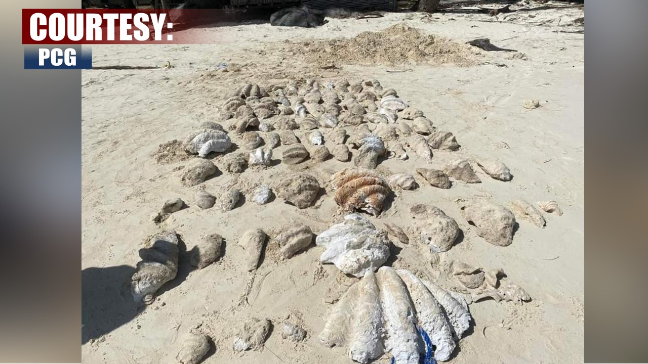 P8.1 milyong halaga ng giant taklobo, narekober ng PCG sa Palawan - RMN ...