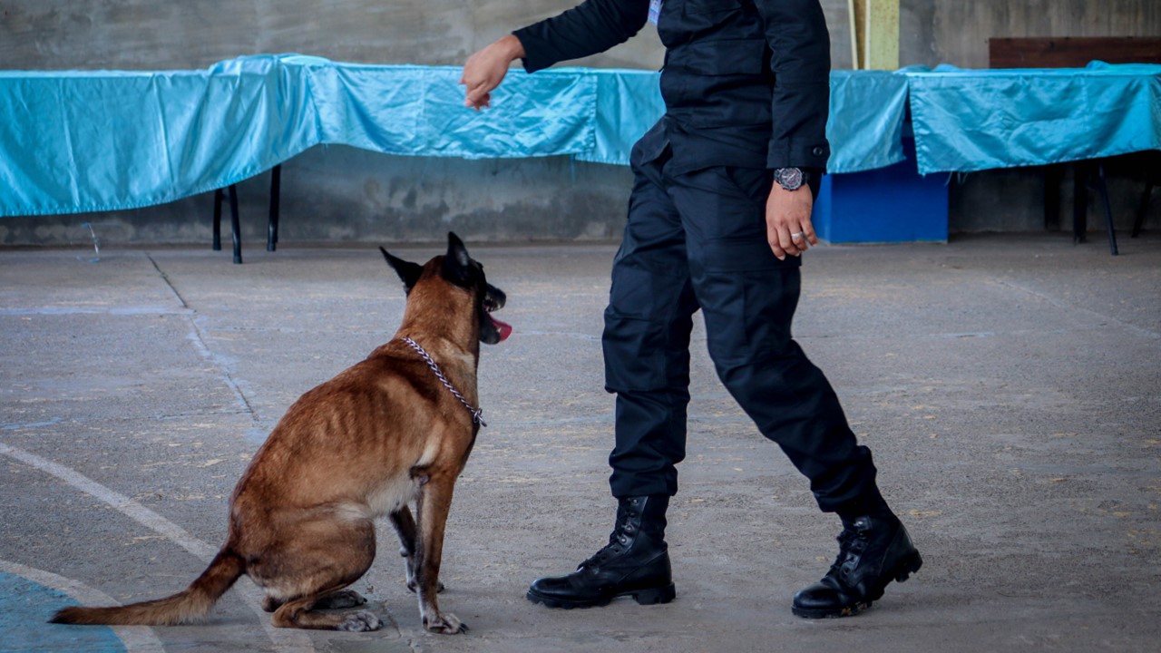 Pagde-deploy ng karagdagang K-9 units sa mga matataong lugar, ipinag ...
