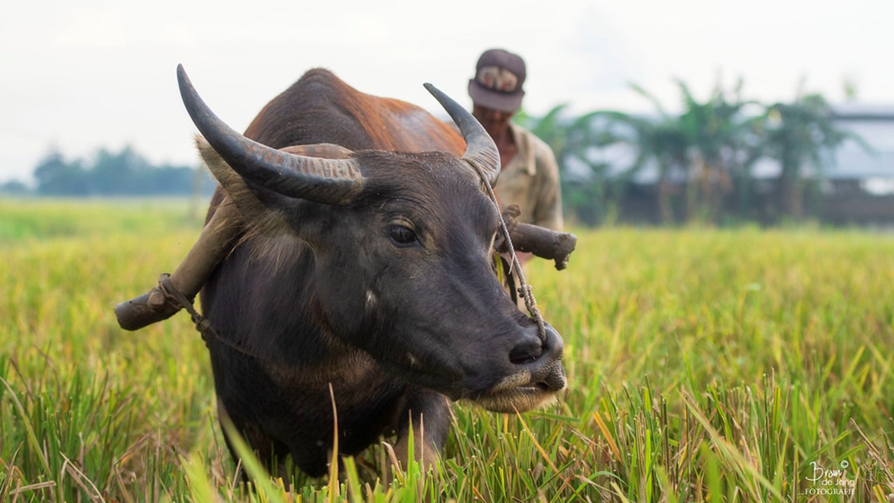 Pangamba sa anthrax sa mga livestock, pinawi ng DOH - RMN Networks