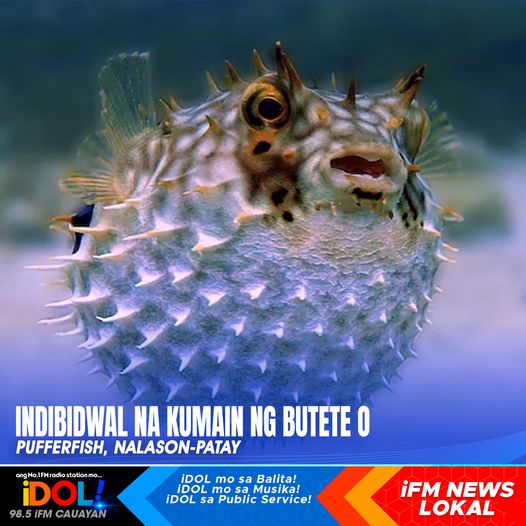 𝗜𝗡𝗗𝗜𝗕𝗜𝗗𝗪𝗔𝗟 𝗡𝗔 𝗞𝗨𝗠𝗔𝗜𝗡 𝗡𝗚 𝗕𝗨𝗧𝗘𝗧𝗘 𝗢 𝗣𝗨𝗙𝗙𝗘𝗥𝗙𝗜𝗦𝗛, 𝗡𝗔𝗟𝗔𝗦𝗢𝗡-𝗣𝗔𝗧𝗔𝗬 - RMN Networks