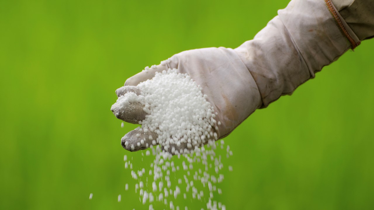 Senador, pinaiimbestigahan sa DA ang importasyon ng hybrid rice ...