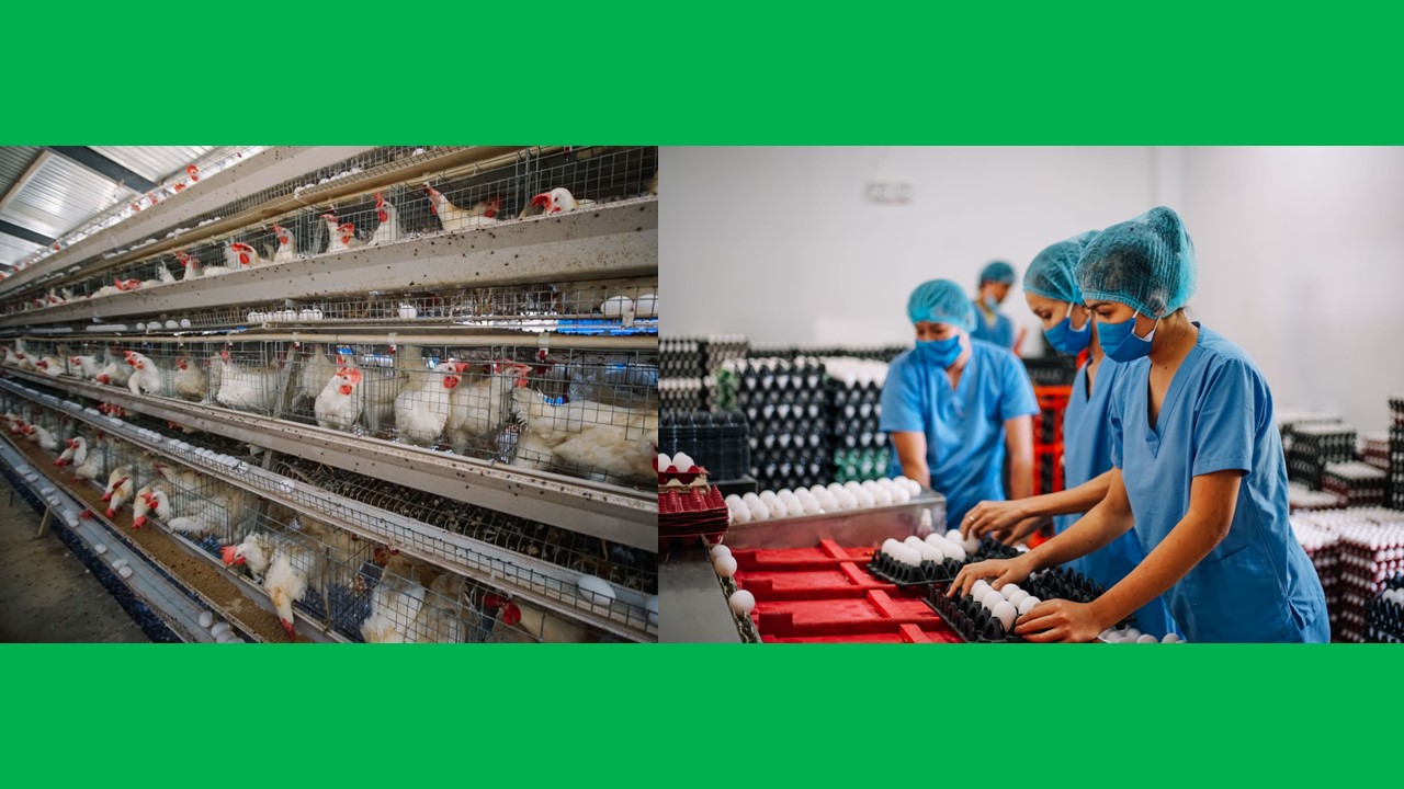 Advancing a circular economy: Poultry farm boosts Romblon’s egg supply ...