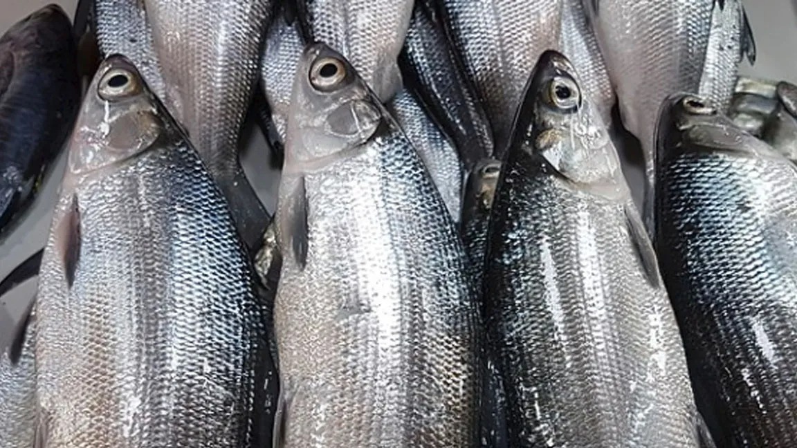BFAR, kinumpirma ang oversupply ng bangus sa Pangasinan - RMN Networks