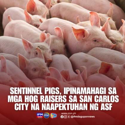 𝗦𝗘𝗡𝗧𝗜𝗡𝗡𝗘𝗟 𝗣𝗜𝗚𝗦, 𝗜𝗣𝗜𝗡𝗔𝗠𝗔𝗛𝗔𝗚𝗜 𝗦𝗔 𝗠𝗚𝗔 𝗛𝗢𝗚 𝗥𝗔𝗜𝗦𝗘𝗥𝗦 𝗦𝗔 𝗦𝗔𝗡 𝗖𝗔𝗥𝗟𝗢𝗦 𝗖𝗜𝗧𝗬 𝗡𝗔 ...