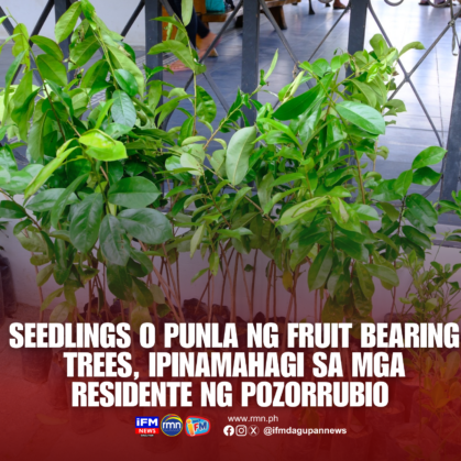 𝗦𝗘𝗘𝗗𝗟𝗜𝗡𝗚𝗦 𝗢 𝗣𝗨𝗡𝗟𝗔 𝗡𝗚 𝗙𝗥𝗨𝗜𝗧 𝗕𝗘𝗔𝗥𝗜𝗡𝗚 𝗧𝗥𝗘𝗘𝗦, 𝗜𝗣𝗜𝗡𝗔𝗠𝗔𝗛𝗔𝗚𝗜 𝗦𝗔 𝗠𝗚𝗔 𝗥𝗘𝗦𝗜𝗗𝗘𝗡𝗧𝗘 ...