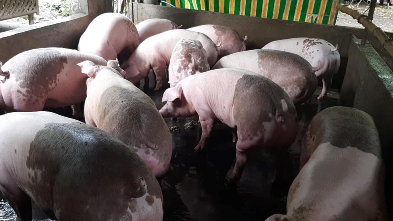 Unang batch ng ASF vaccine na binili ng DA, darating na sa susunod na ...