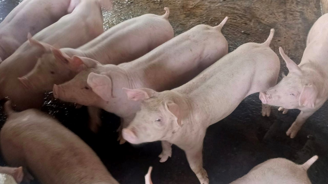 30 baboy na hinarang sa QC checkpoint, positibo sa ASF - RMN Networks