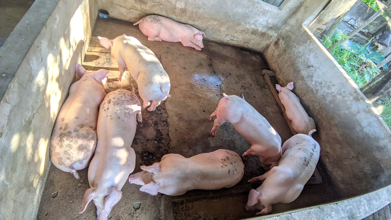 Bakuna laban sa ASF, dadarating na ngayong araw - RMN Networks