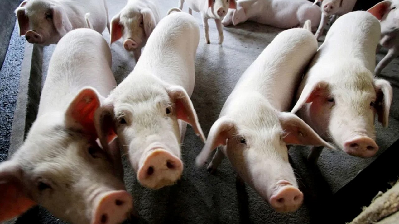 5 lugar sa Batangas, nakapagtala ng bago at aktibong kaso ng ASF -DA ...