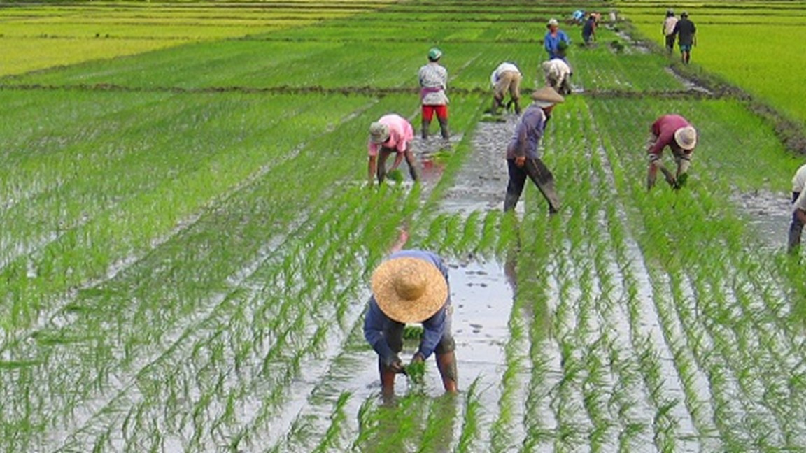 Proposed 2025 budget para sa sektor ng agrikultura, kulang ayon sa DA ...
