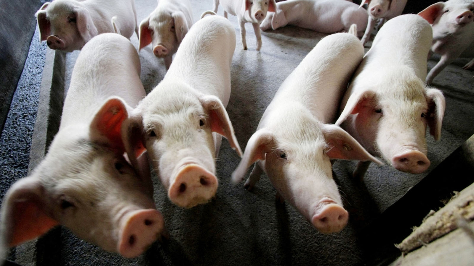 DA, ibinalik ang pagbibigay ng permit sa mga baboy na ipinapadala sa ...