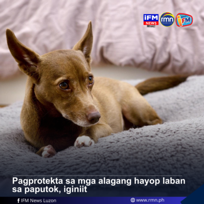 PAGPROTEKTA SA MGA ALAGANG HAYOP LABAN SA PAPUTOK, IGINIIT - RMN Networks