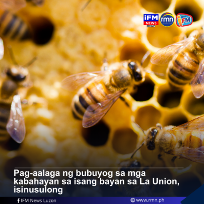 PAG-AALAGA NG BUBUYOG SA MGA KABAHAYAN SA ISANG BAYAN SA LA UNION ...