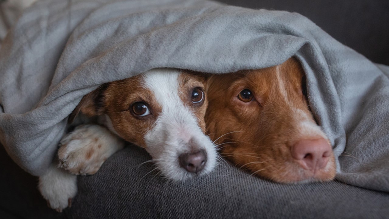 Isang animal advocate, hinikayat ang publiko na protektahan ang mga ...