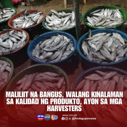 MALILIIT NA BANGUS, WALANG KINALAMAN SA KALIDAD NG PRODUKTO, AYON SA MGA HARVESTERS - RMN Networks