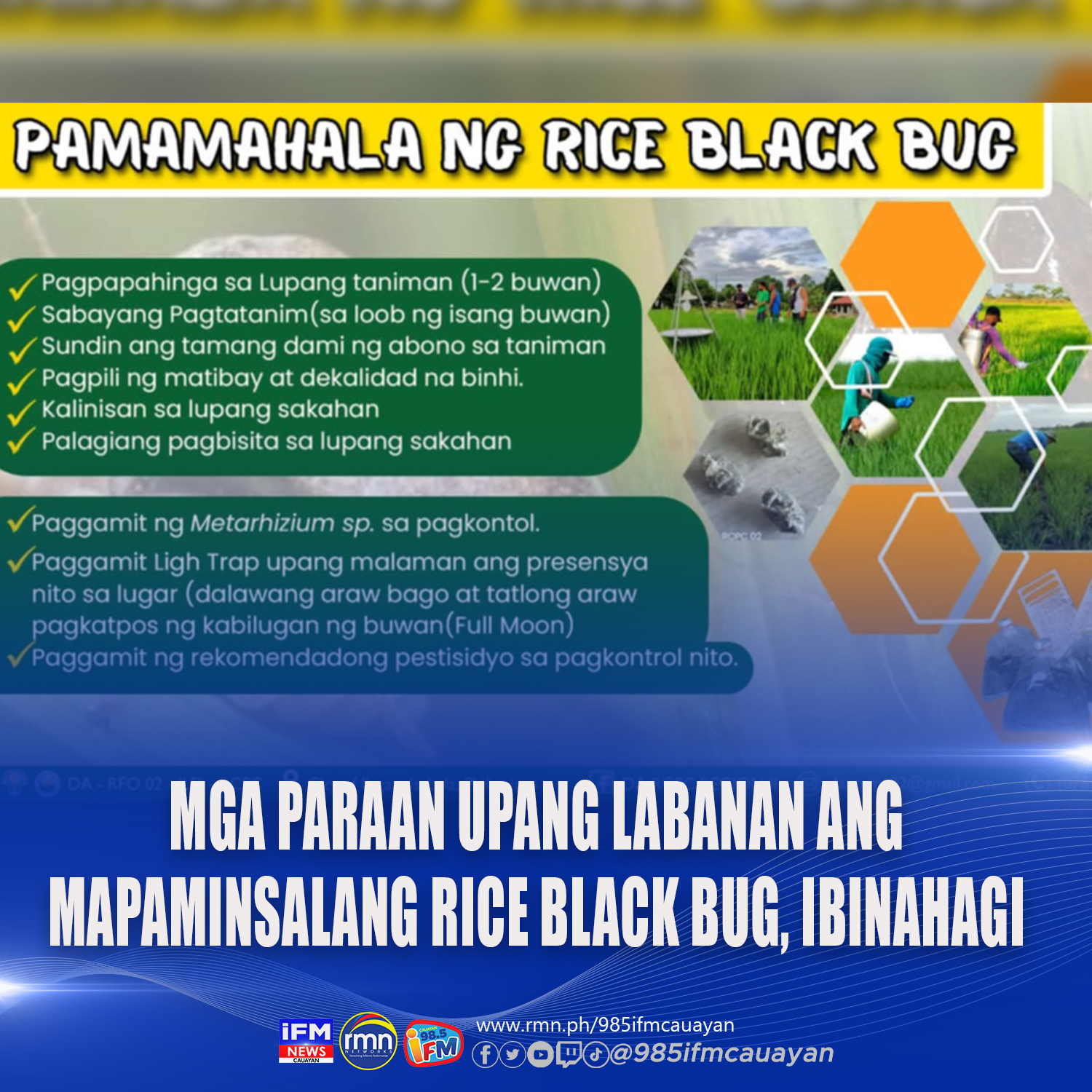 𝗠𝗚𝗔 𝗣𝗔𝗥𝗔𝗔𝗡 𝗨𝗣𝗔𝗡𝗚 𝗟𝗔𝗕𝗔𝗡𝗔𝗡 𝗔𝗡𝗚 𝗠𝗔𝗣𝗔𝗠𝗜𝗡𝗦𝗔𝗟𝗔𝗡𝗚 𝗥𝗜𝗖𝗘 𝗕𝗟𝗔𝗖𝗞 𝗕𝗨𝗚, 𝗜𝗕𝗜𝗡𝗔𝗛𝗔𝗚𝗜 ...