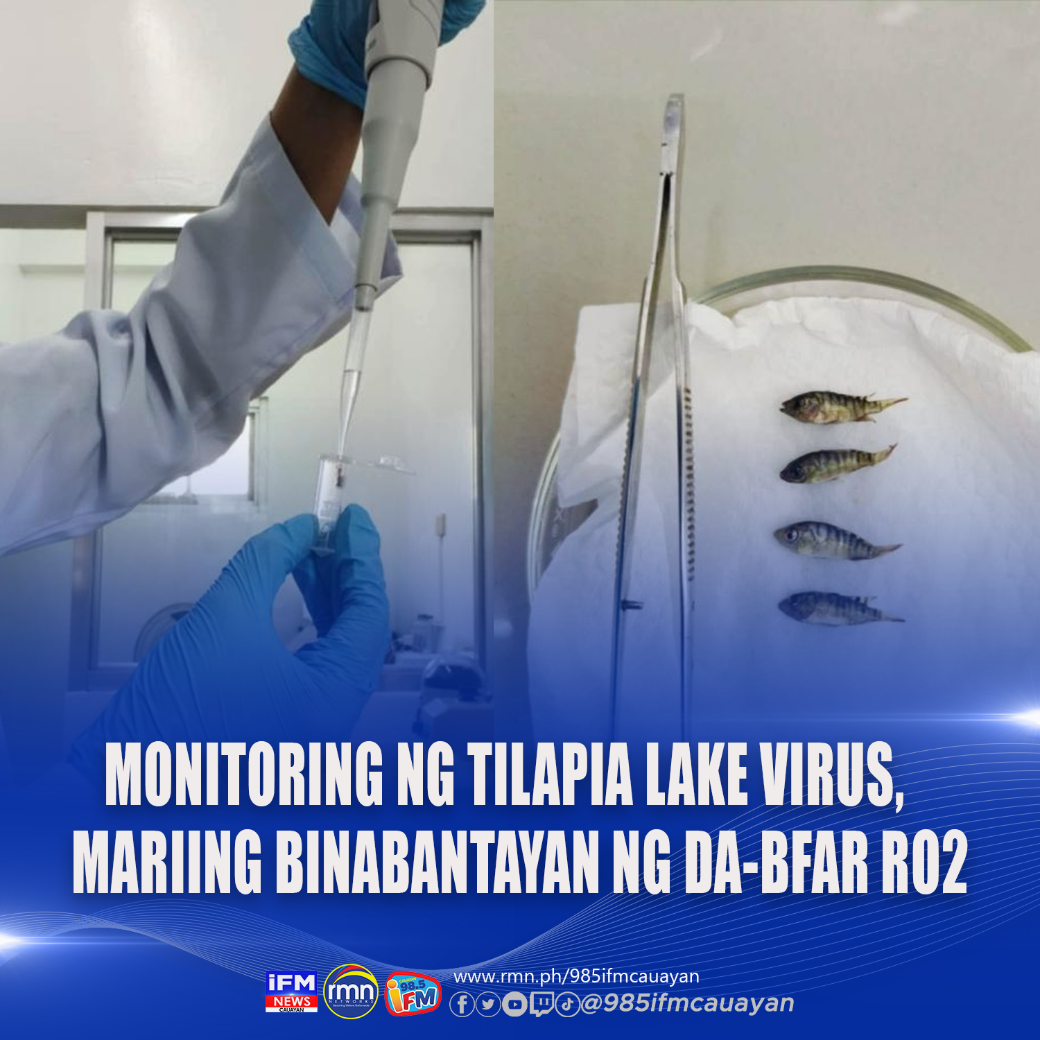 MONITORING NG TILAPIA LAKE VIRUS, MARIING BINABANTAYAN NG DA-BFAR RO2 - RMN Networks