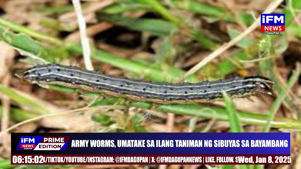 ARMY WORMS, UMATAKE SA ILANG TANIMAN NG SIBUYAS SA BAYAMBANG - RMN Networks