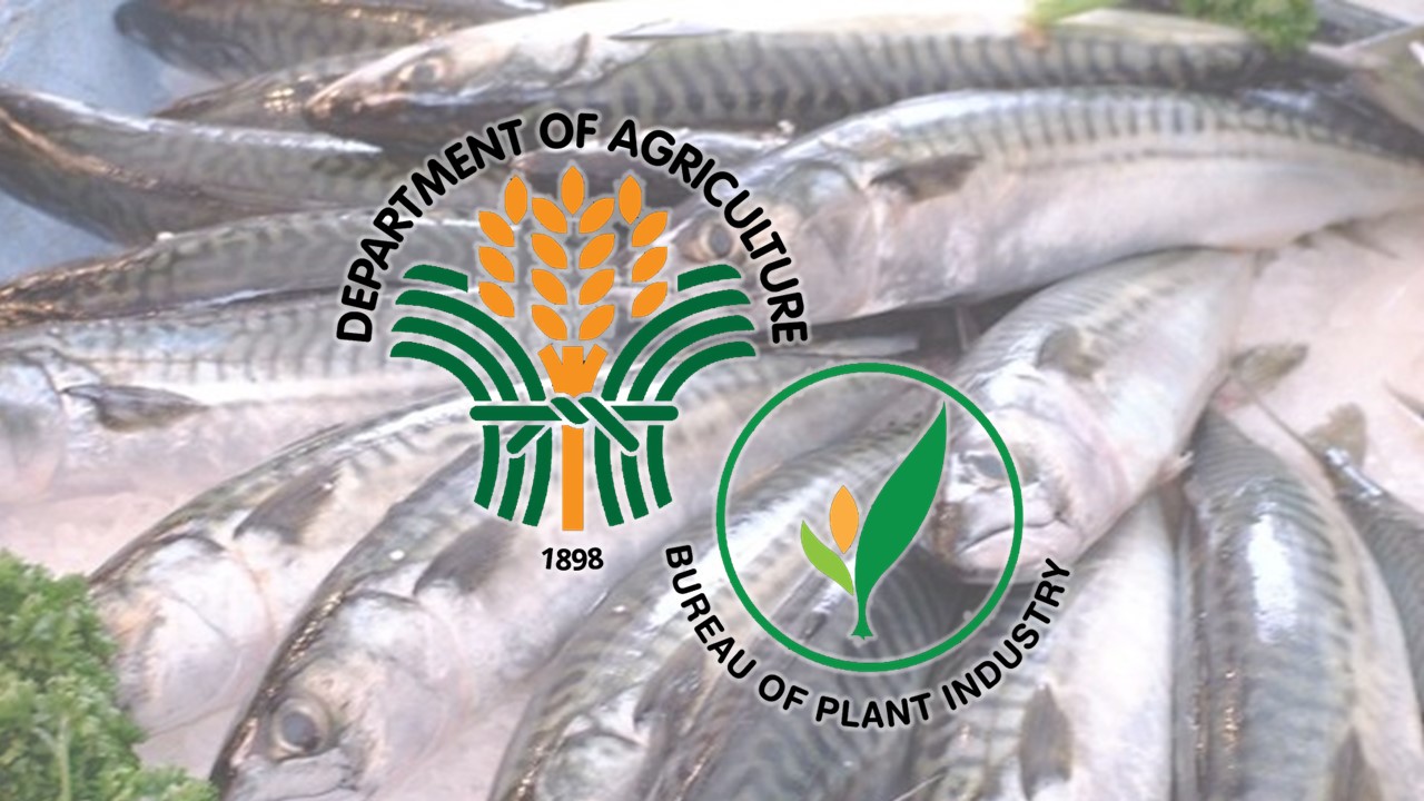 Imported mackerel, nasabat sa spot check ng BPI sa Manila South Harbor ...