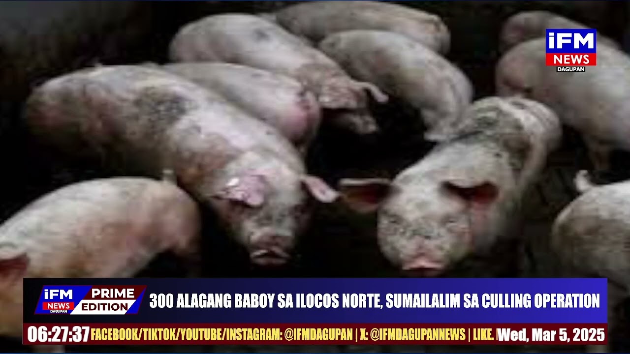 300 ALAGANG BABOY SA ILOCOS NORTE, SUMAILALIM SA CULLING OPERATION ...