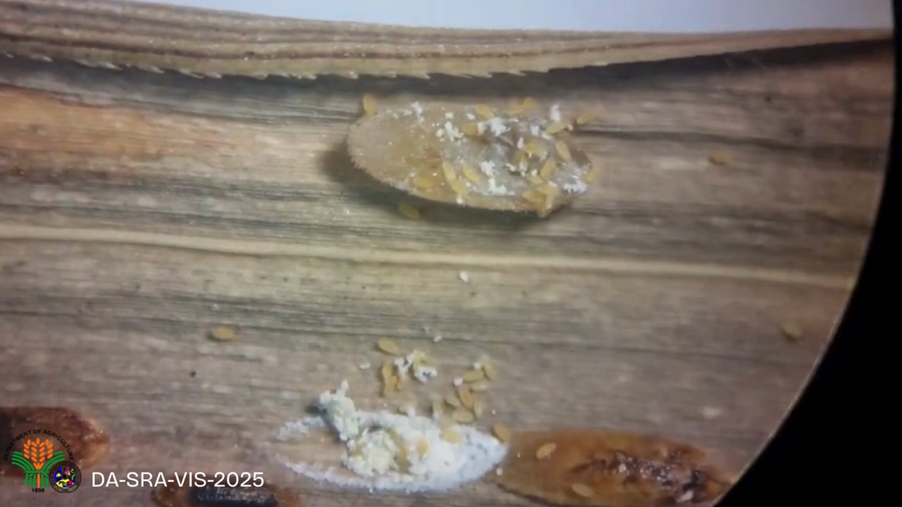 DA, hindi nakikitang kailangang mag-import ng asukal dahil sa pamemeste ...