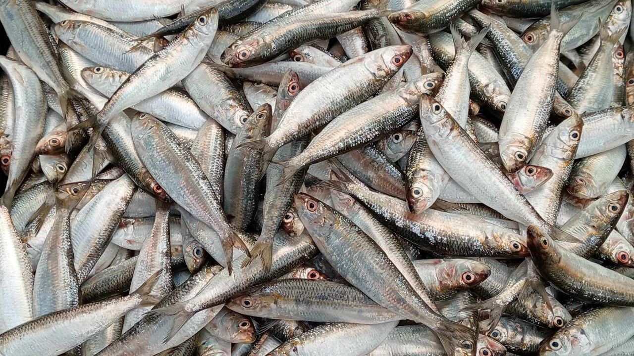 Presyo ng isda sa Divisoria Market, bahagyang bumaba - RMN Networks