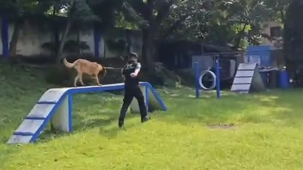 PNP, nangako ng buong suporta sa EOD K9 Group - RMN Networks