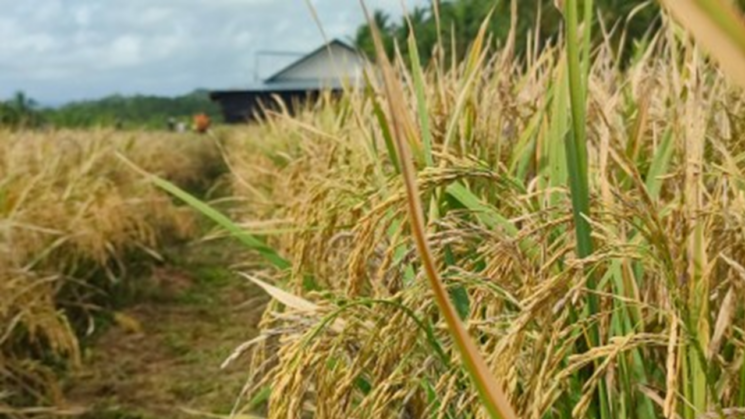 60-day import ban sa bigas simula sa susunod na buwan, inaprubahan na ...