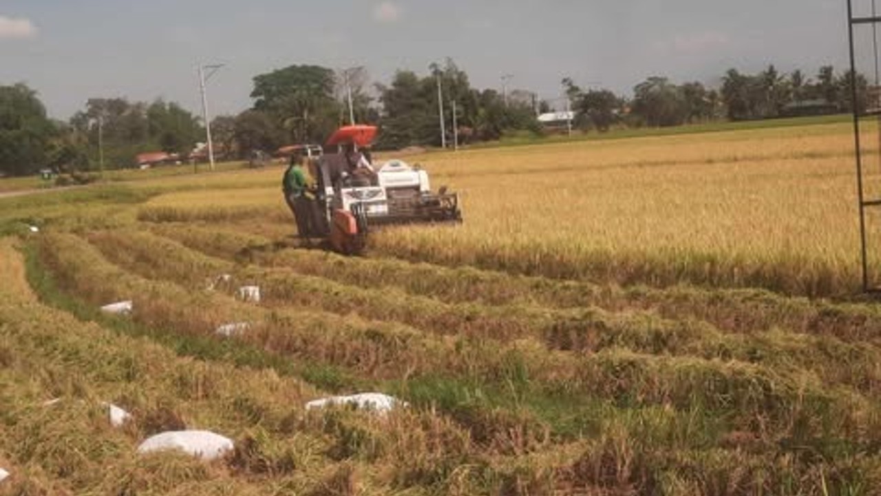 Presyo ng tuyong palay sa CALABARZON, bumagsak sa P11 kada kilo - RMN ...