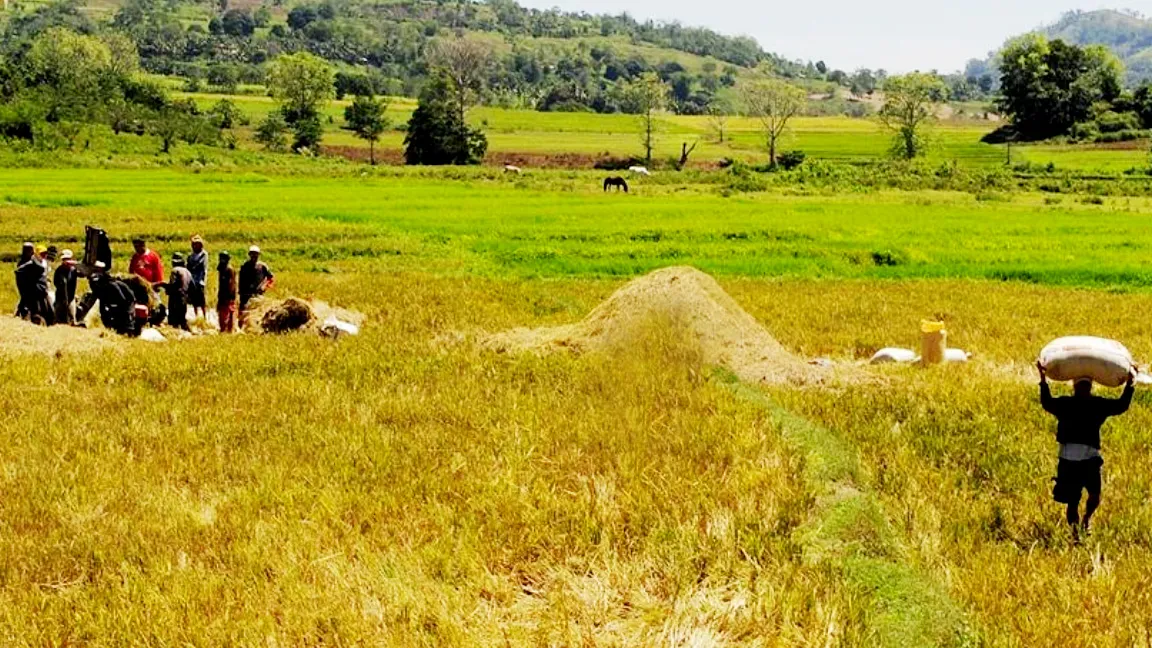 2.2-M hectares ng sakahan, posibleng maapektuhan ng Bagyong Opong —DA ...