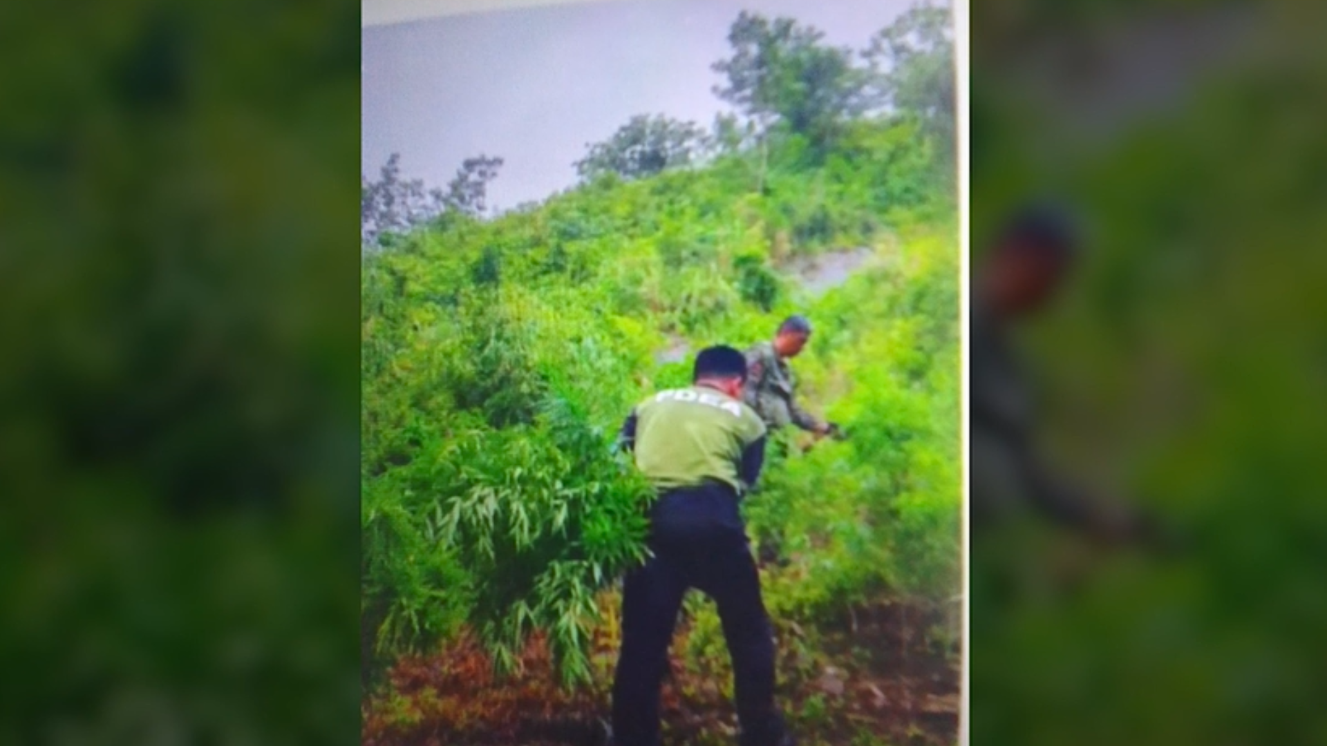 Plantasyon ng marijuana sa Sugpon, Ilocos Sur, sinalakay ng PNP at PDEA - RMN Networks