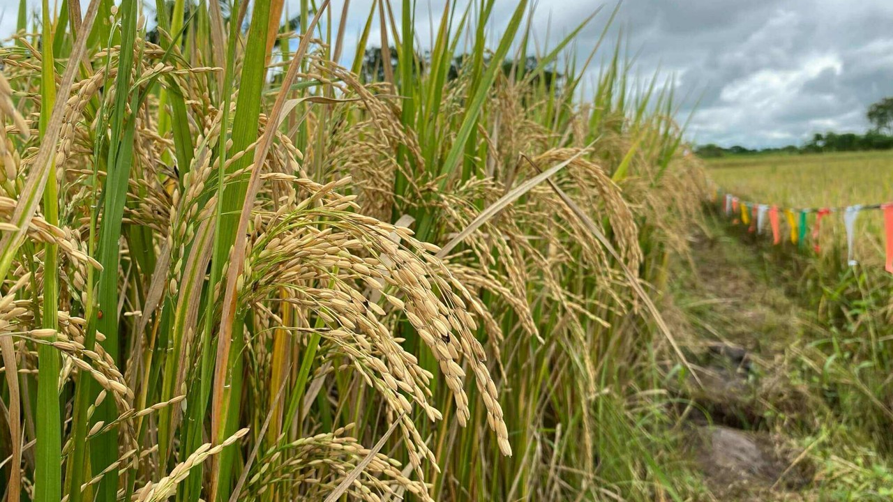 Average price ng regular-milled rice sa bansa, bahagyang tumaas sa ...