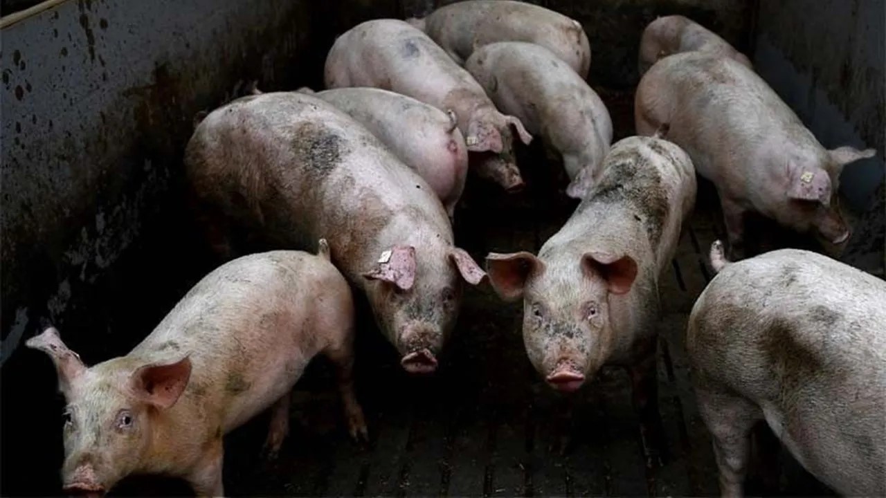 Dagdag na pork import sa bansa, dinipensahan ng DA - RMN Networks